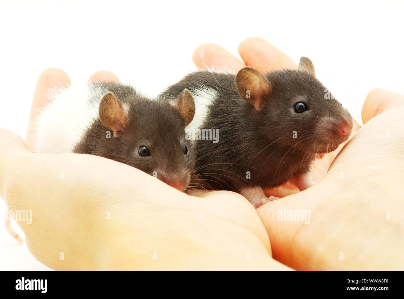 funny rat in hands isolated on white background Stock Photo - Alamy