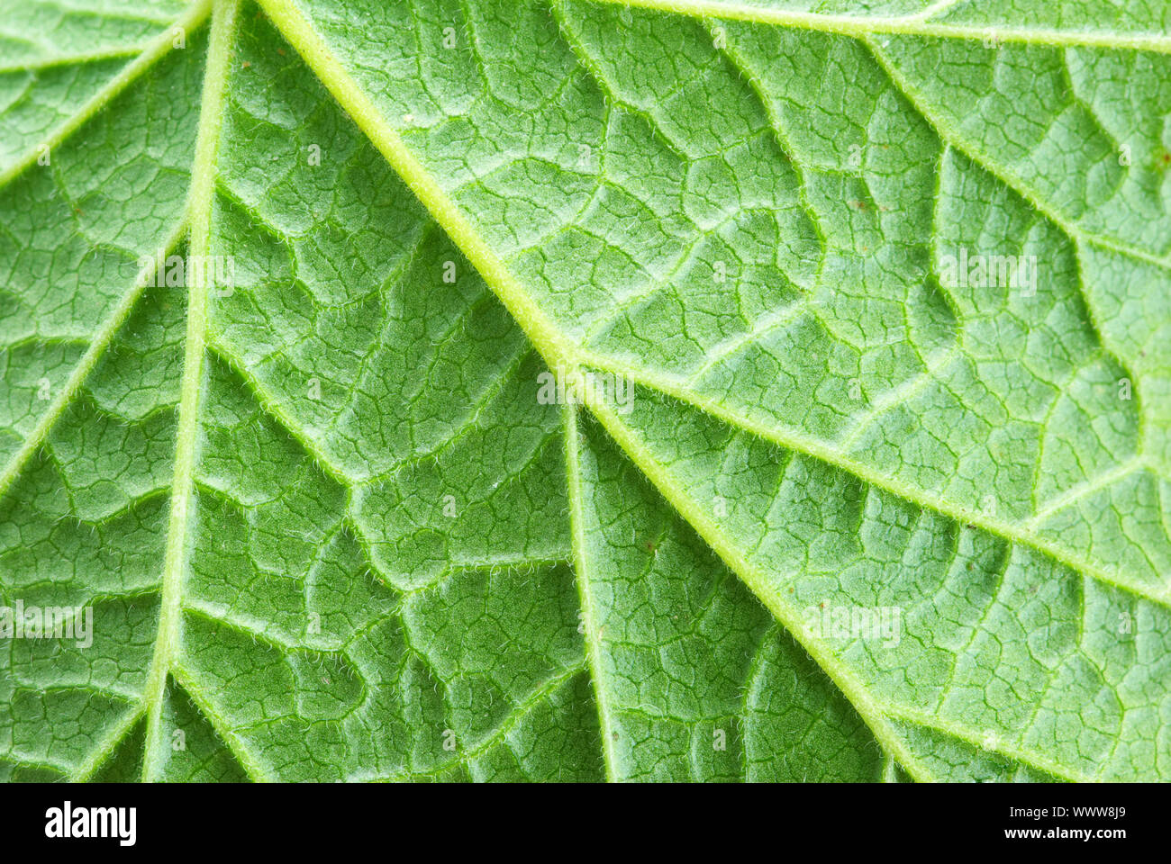 structure of leaf natural background Stock Photo - Alamy