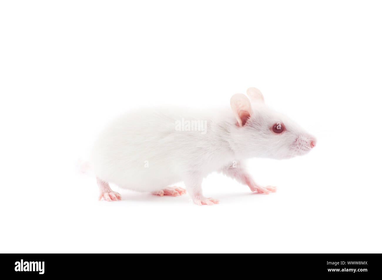 white rat isolated on white background Stock Photo - Alamy