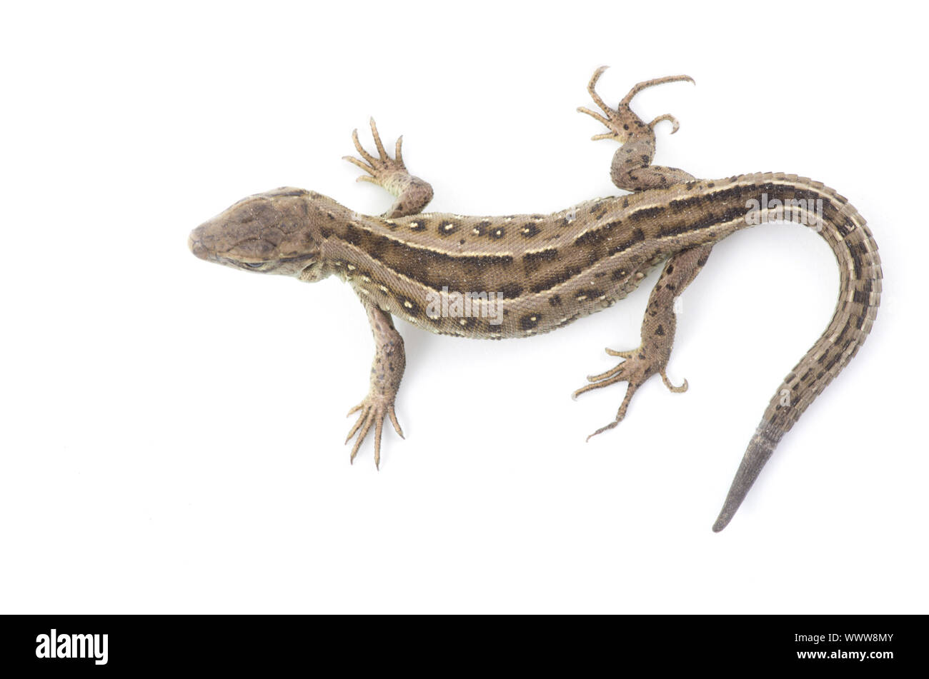 Small lizard isolated on white Stock Photo - Alamy