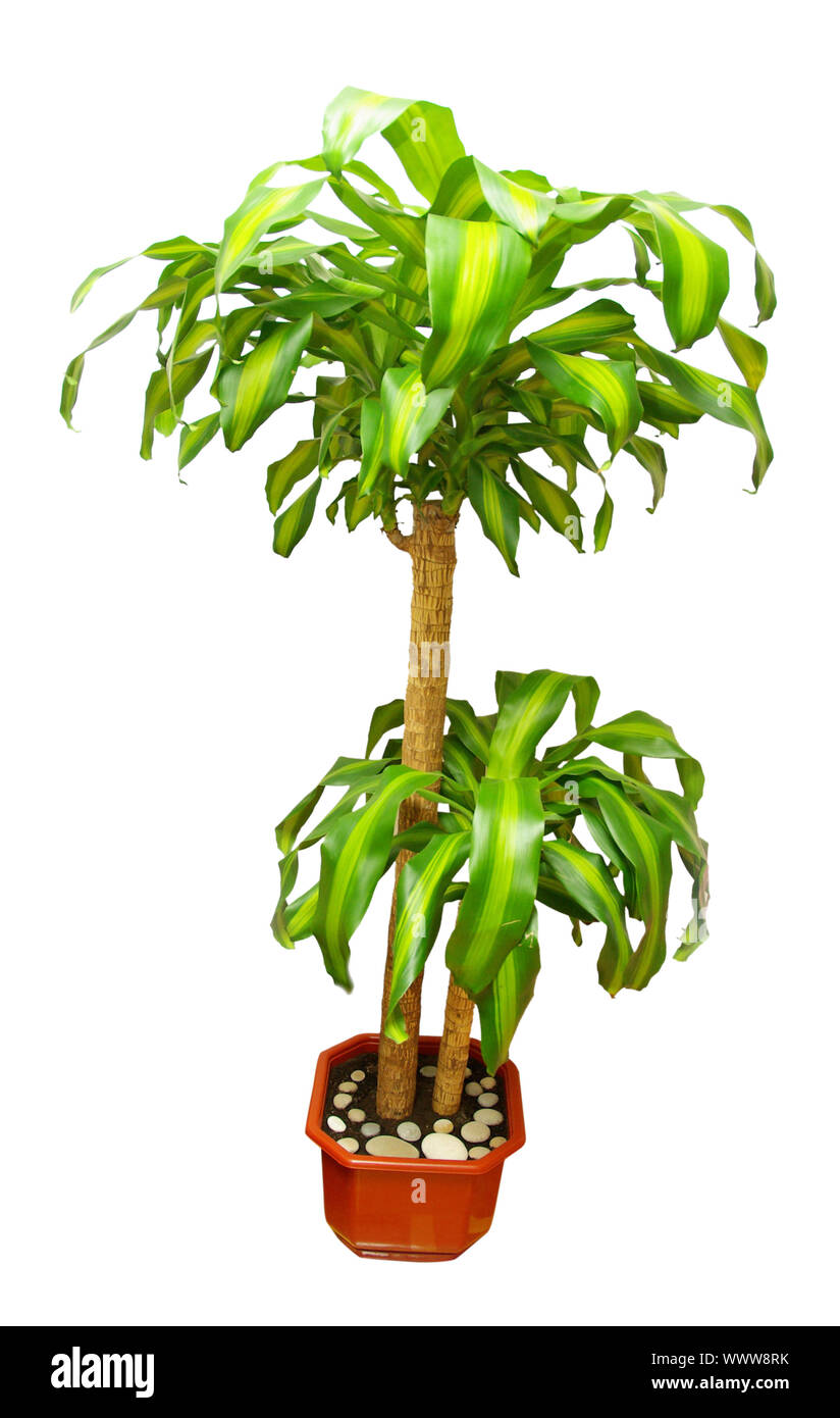 Massangeana hi-res stock photography and images - Alamy