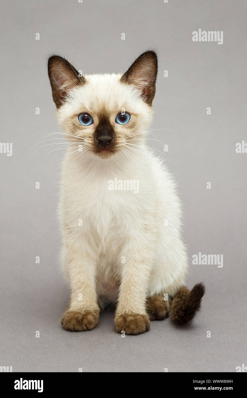Little funny Siamese kitten on grey background Stock Photo - Alamy