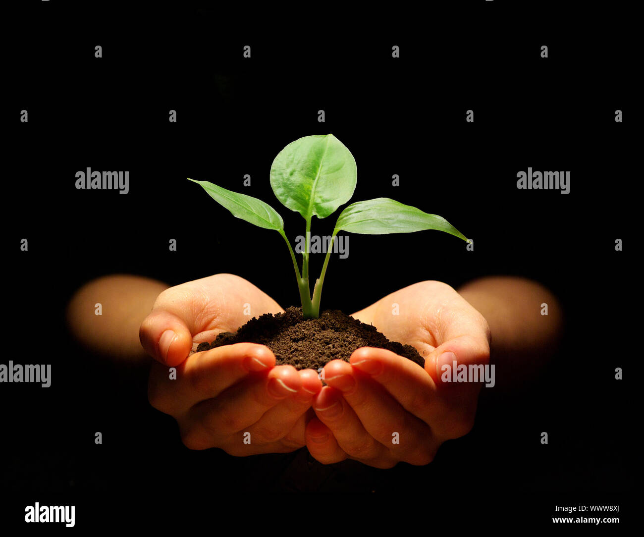 Hands holding sapling in soil on black Stock Photo - Alamy