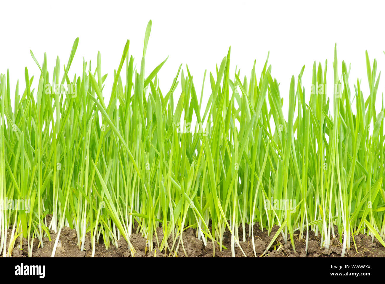 Green grass isolated on white background Stock Photo - Alamy