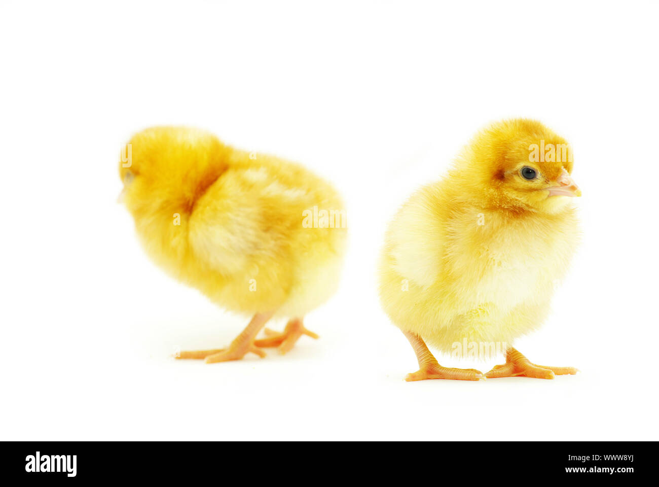 Cute little baby chicken isolated on white background Stock Photo - Alamy