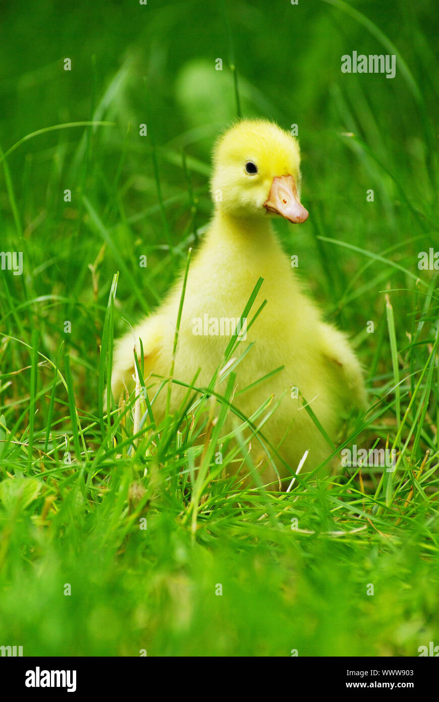cute gosling in green grass Stock Photo - Alamy