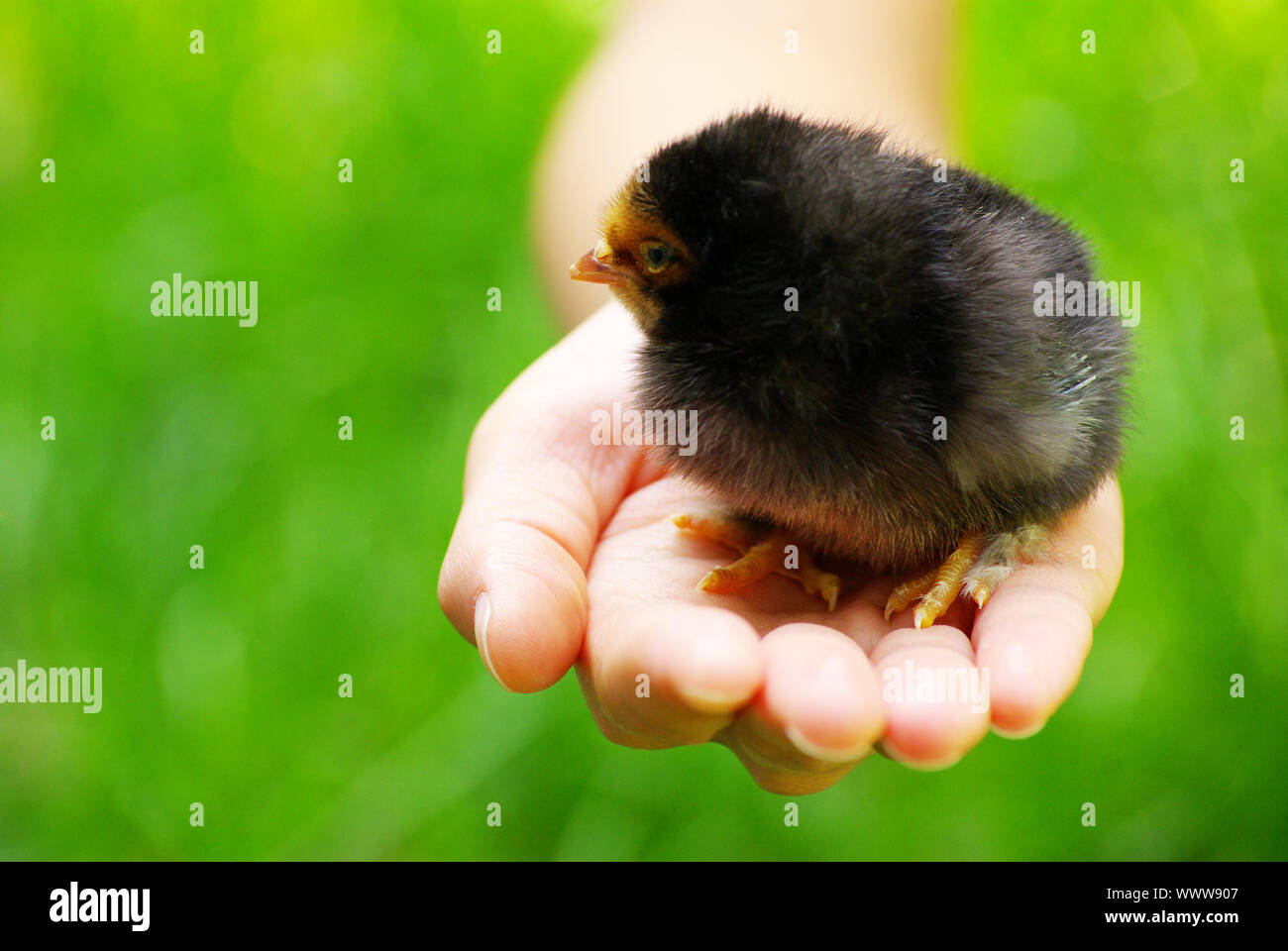 Hand hold caring for a small chicken Stock Photo - Alamy