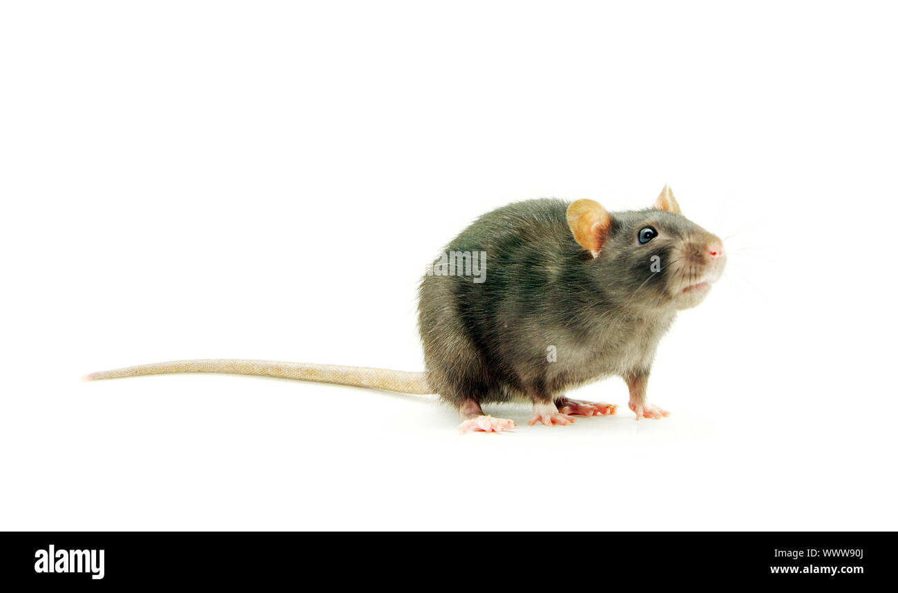 funny rat isolated on white background Stock Photo - Alamy