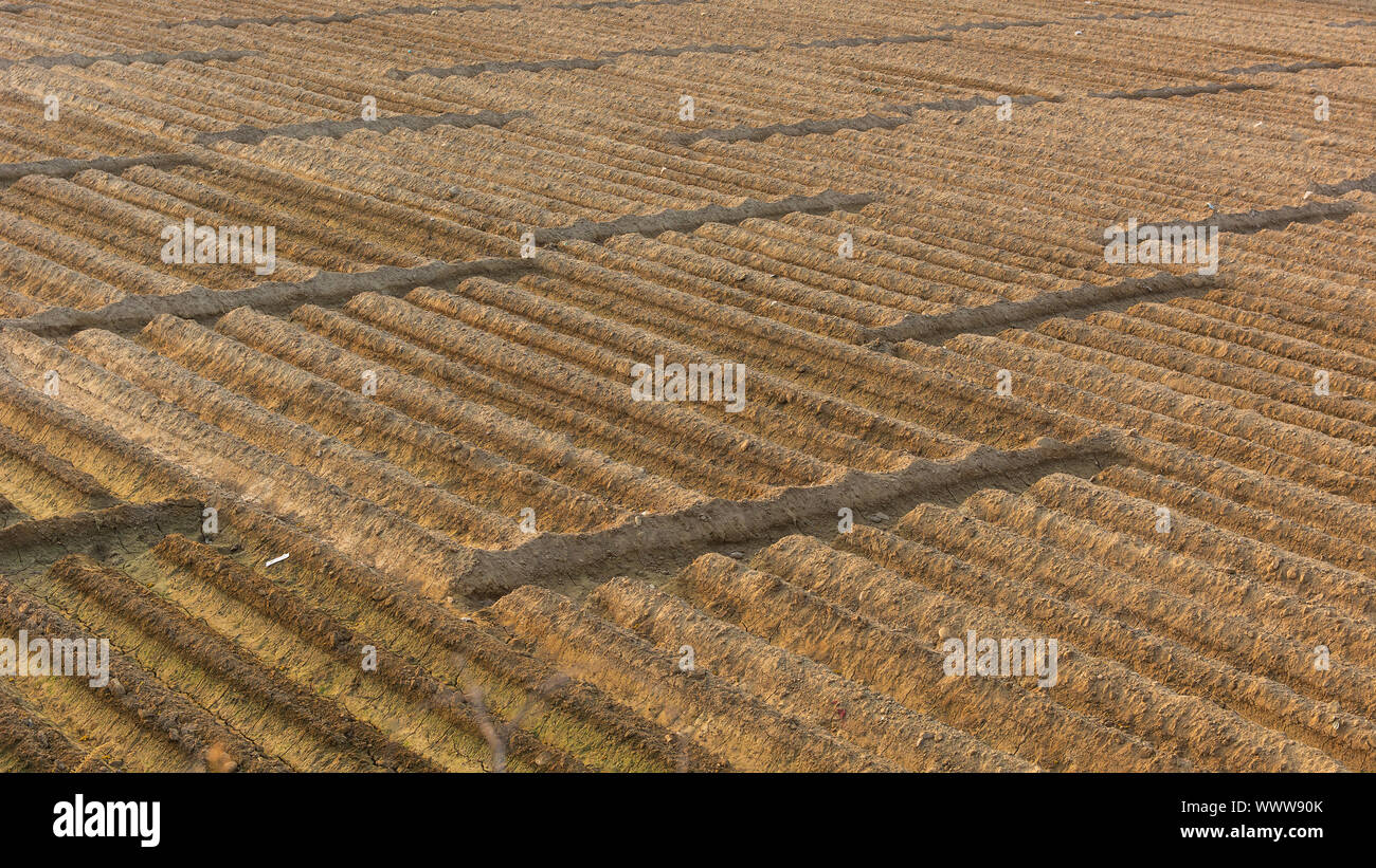 Pattern of empty crops Soil Pattern background Stock Photo - Alamy
