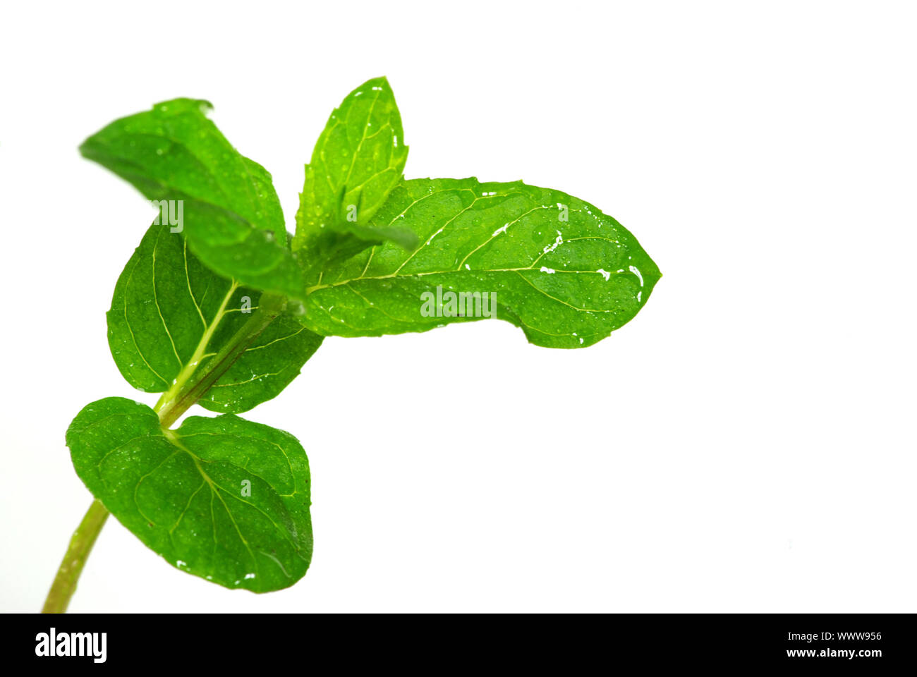 Green mint isolated on white background Stock Photo - Alamy