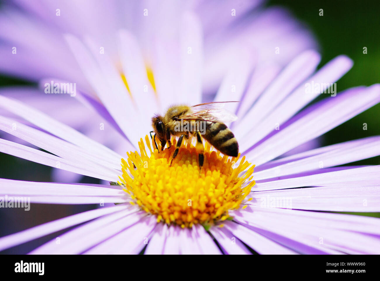 Image of beautiful violet flower and bee Stock Photo - Alamy