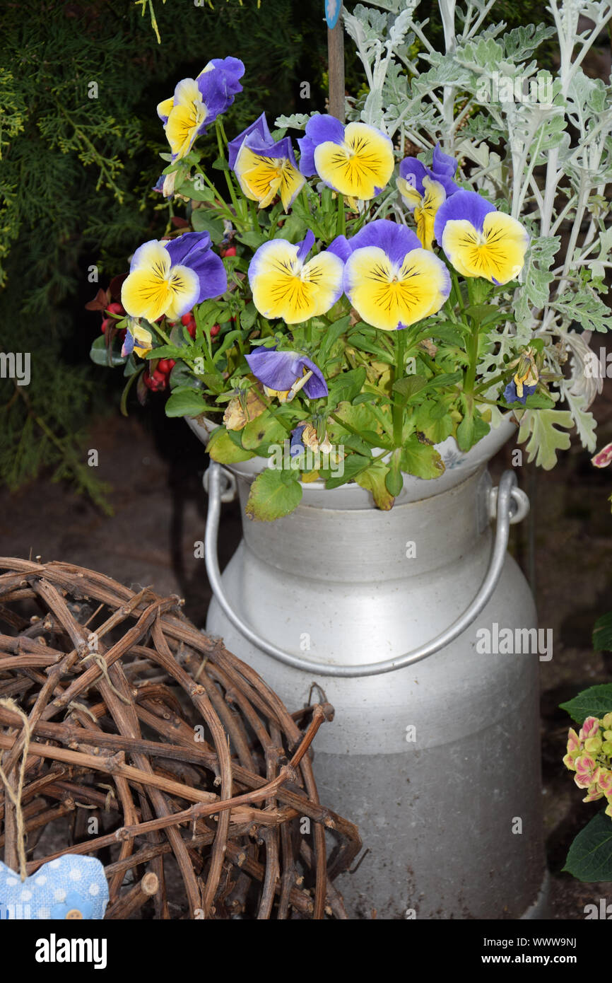 Milk can with pansies Stock Photo - Alamy
