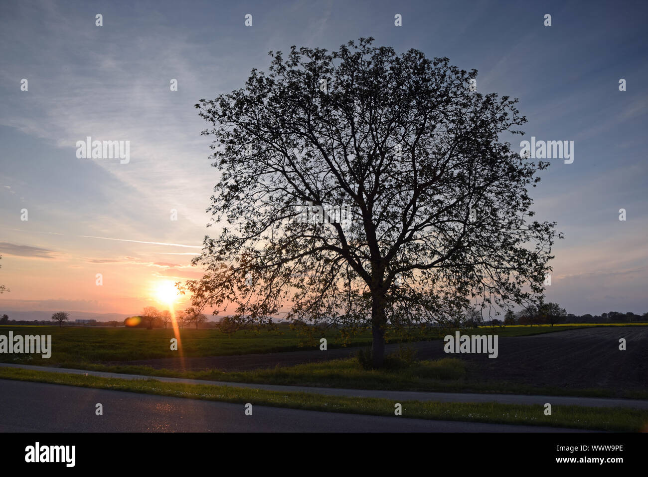 Tree at sunset Stock Photo - Alamy