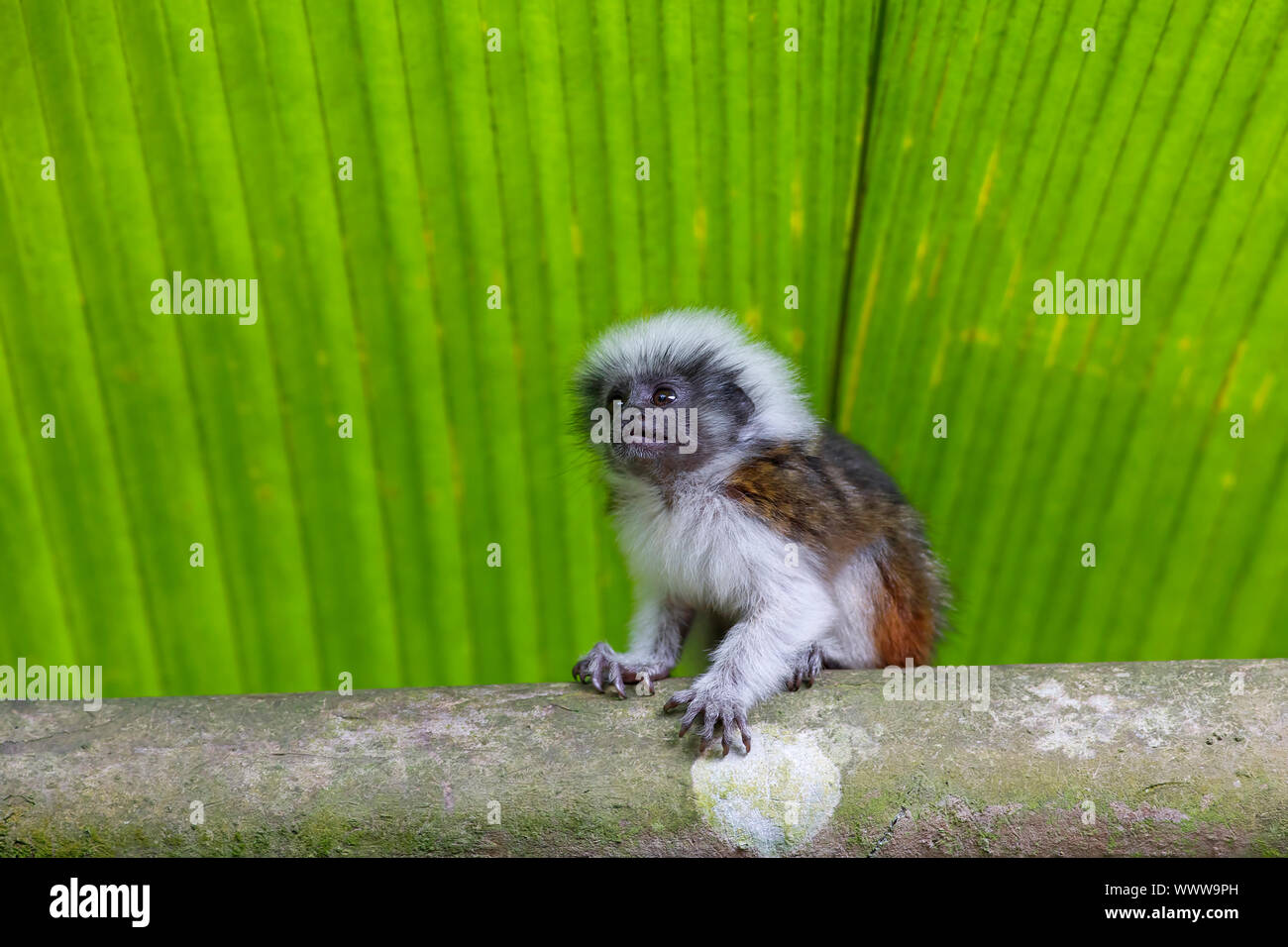 Cotton-top tamarin in the tropical forest of Colombia Stock Photo - Alamy