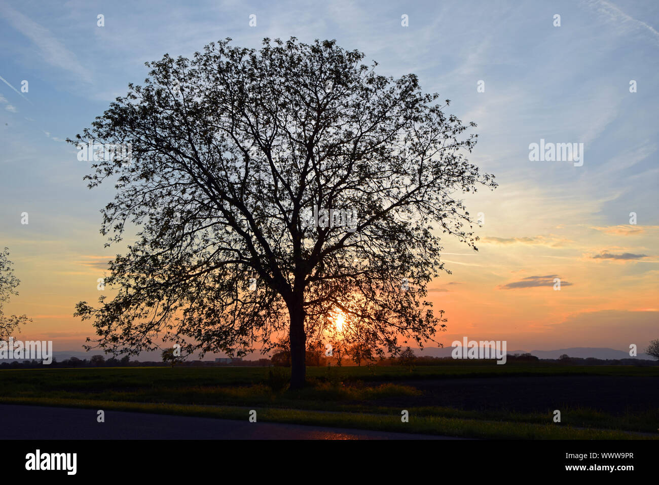 Tree at sunset Stock Photo - Alamy