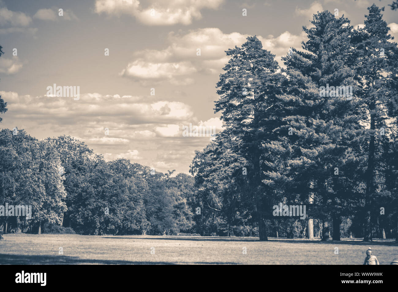 Old vintage photo. Field trees sky clouds summer nature.copy spase ...