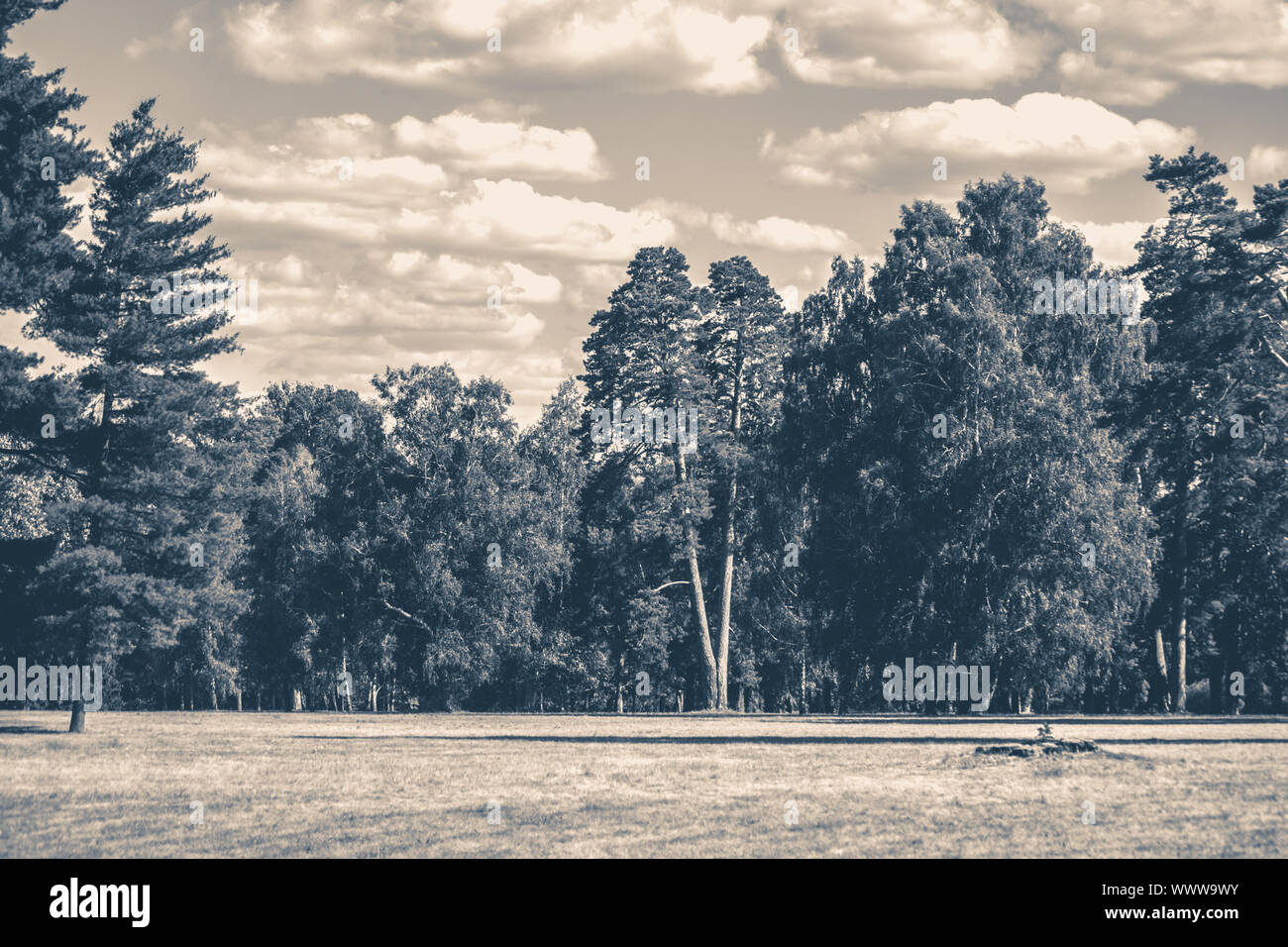 Old vintage photo. Field trees sky clouds summer nature.copy spase ...