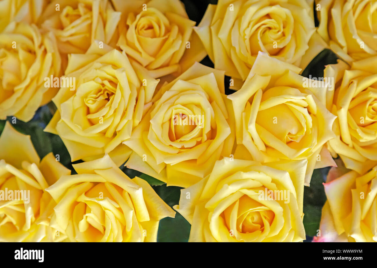 Beautiful yellow rose, top view Stock Photo - Alamy