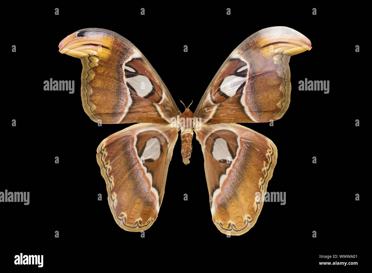 Atlas butterfly hi-res stock photography and images - Alamy