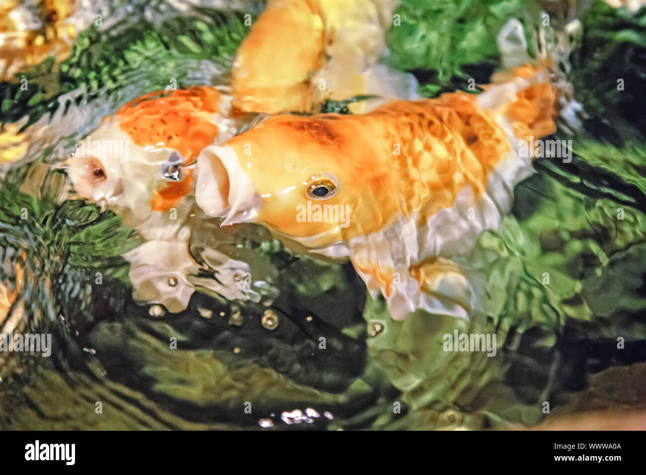 Koi - an ornamental domesticated fish Stock Photo - Alamy