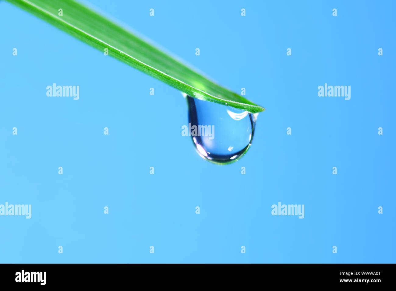 big water drop on grass blade Stock Photo - Alamy