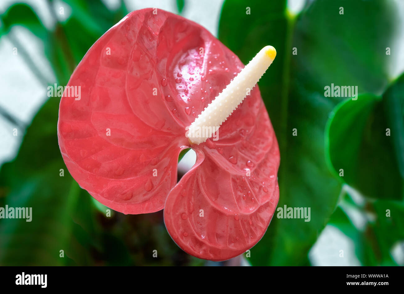 Beautiful bright red flower of Anthurium Stock Photo - Alamy