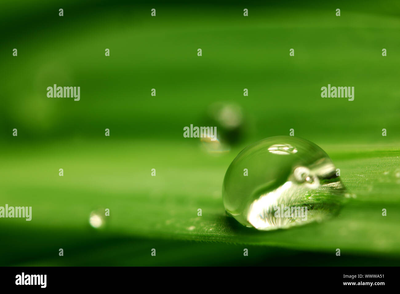 big water drop on grass blade Stock Photo - Alamy