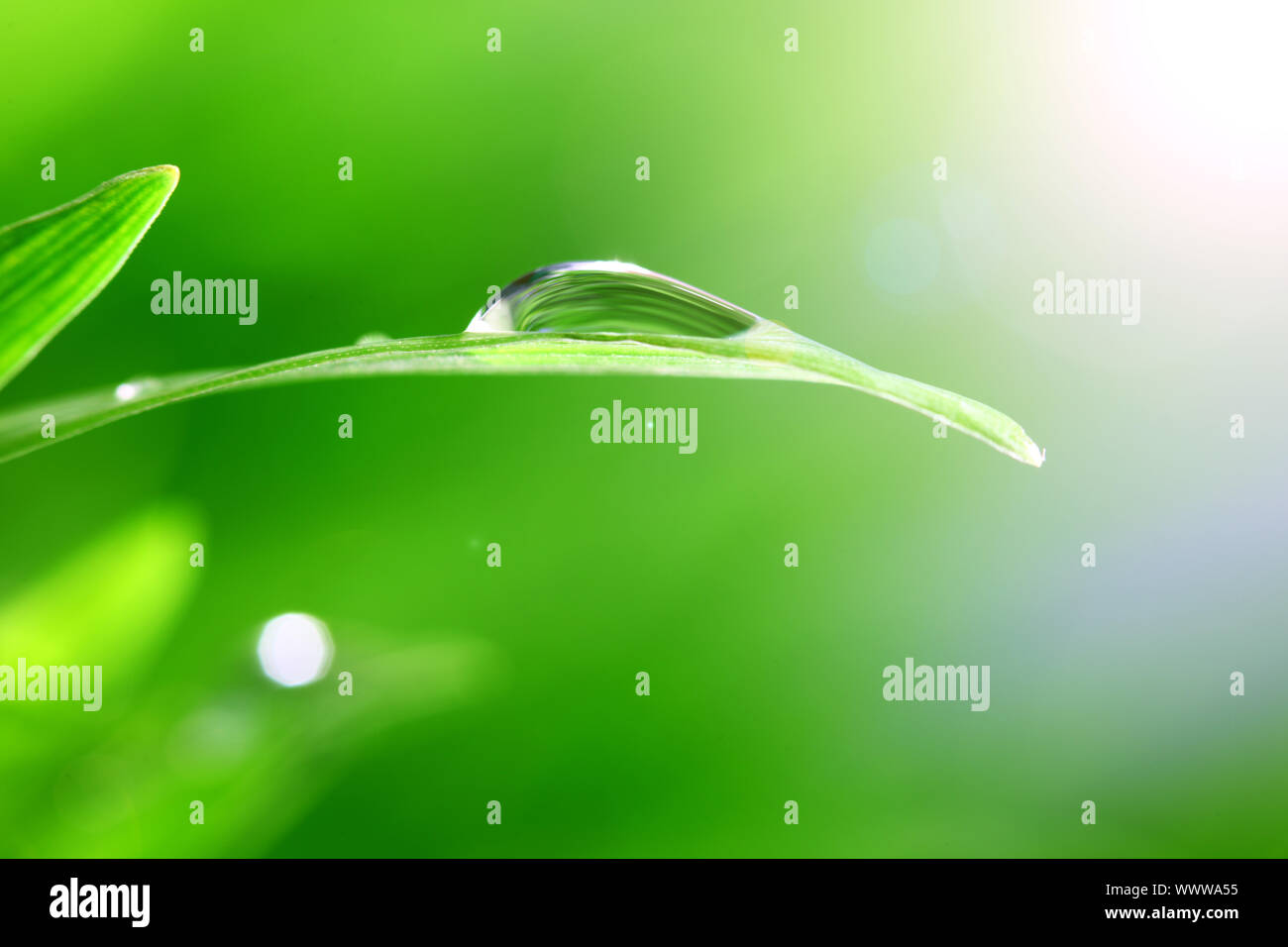 water drop shine in sun light Stock Photo - Alamy