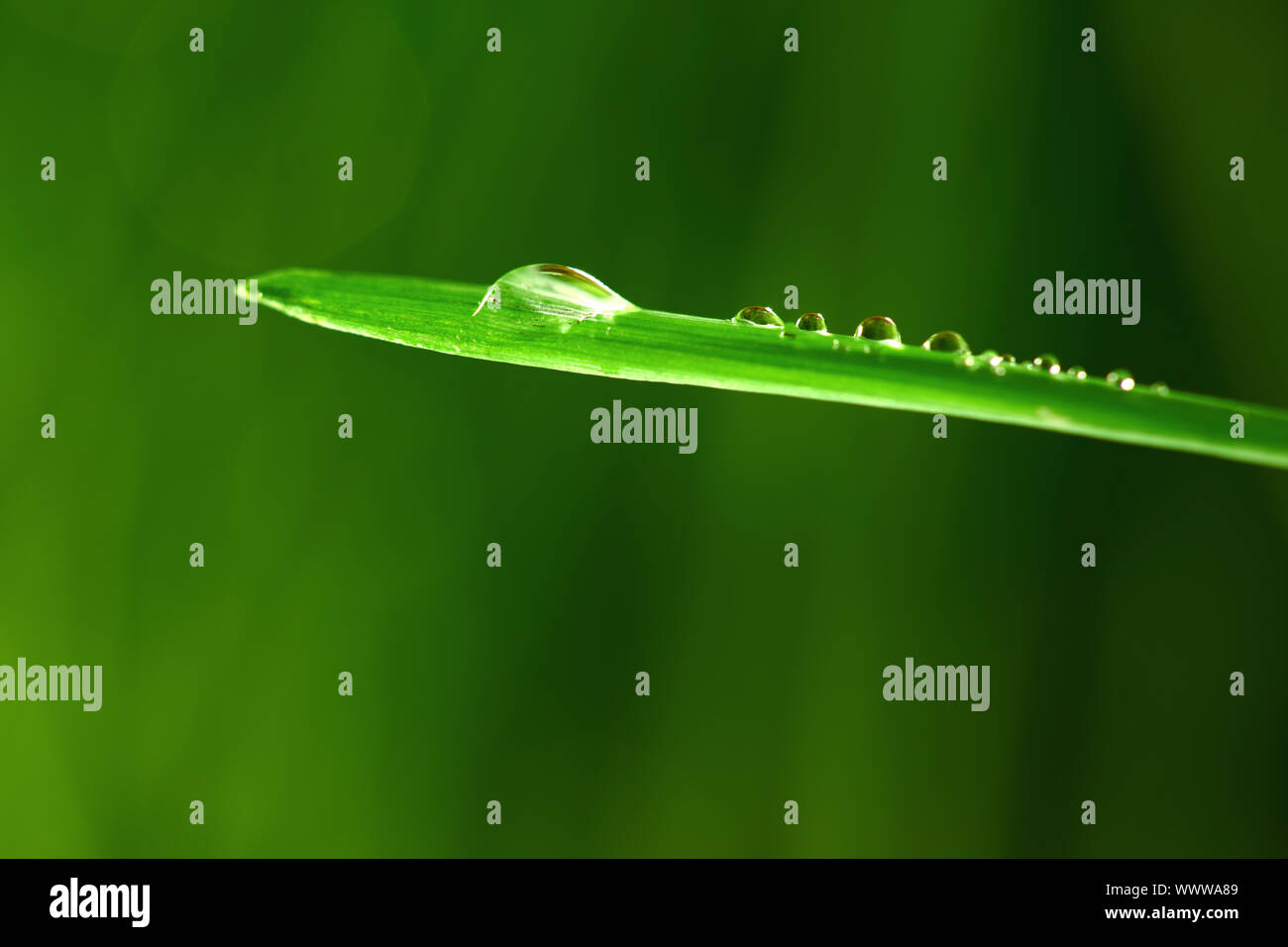 water drops on grass blade nature background Stock Photo - Alamy