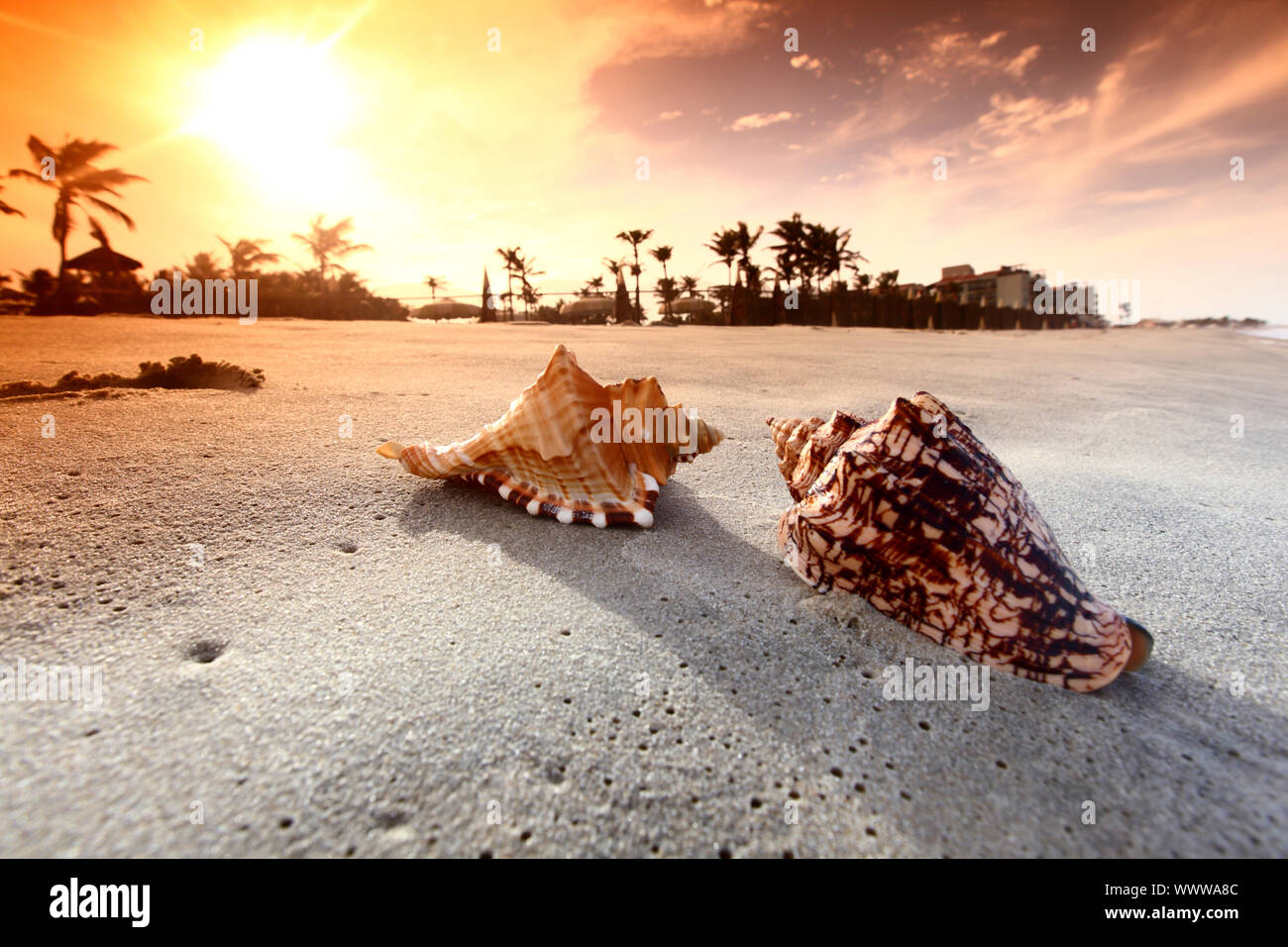 shell on sand under sunset sky Stock Photo - Alamy