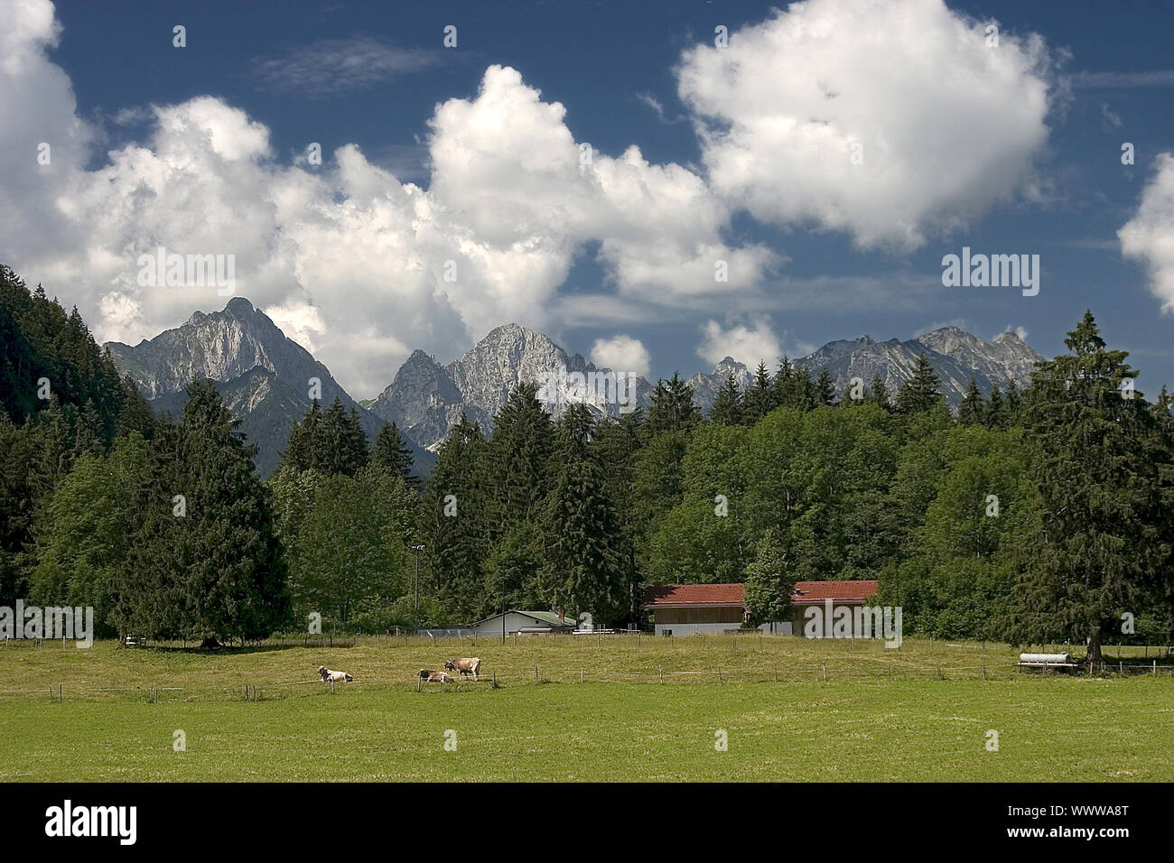 Beautiful pasture and mountains in Germany ( Allgäu ) Schöne Weide und ...