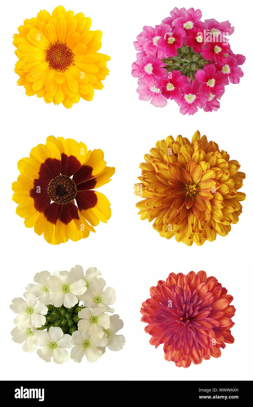 Six beautiful flowers isolated on a white background Stock Photo - Alamy