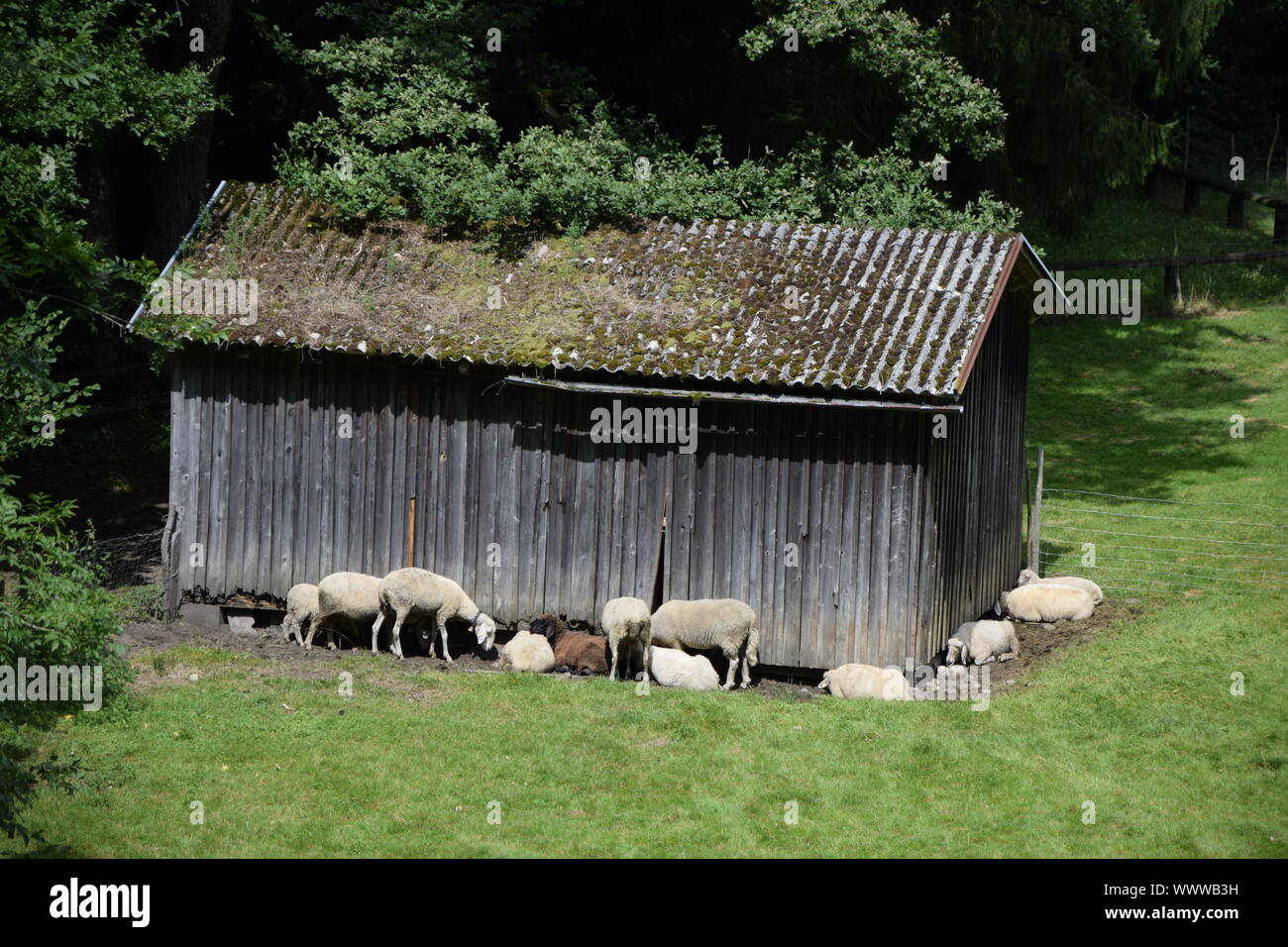 Sheep at a hut Stock Photo - Alamy