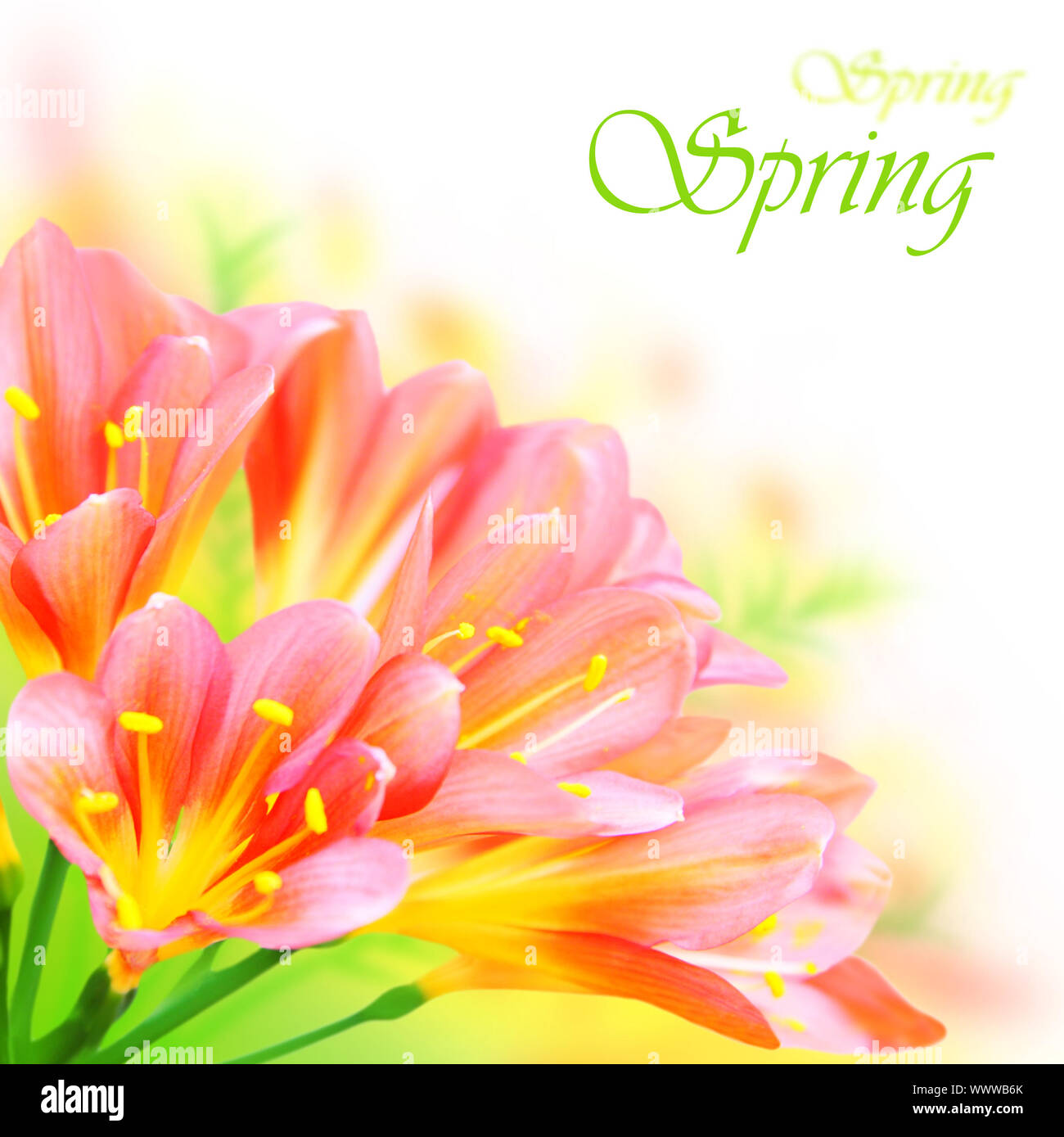 Fresh spring flowers border isolated on white background Stock Photo ...