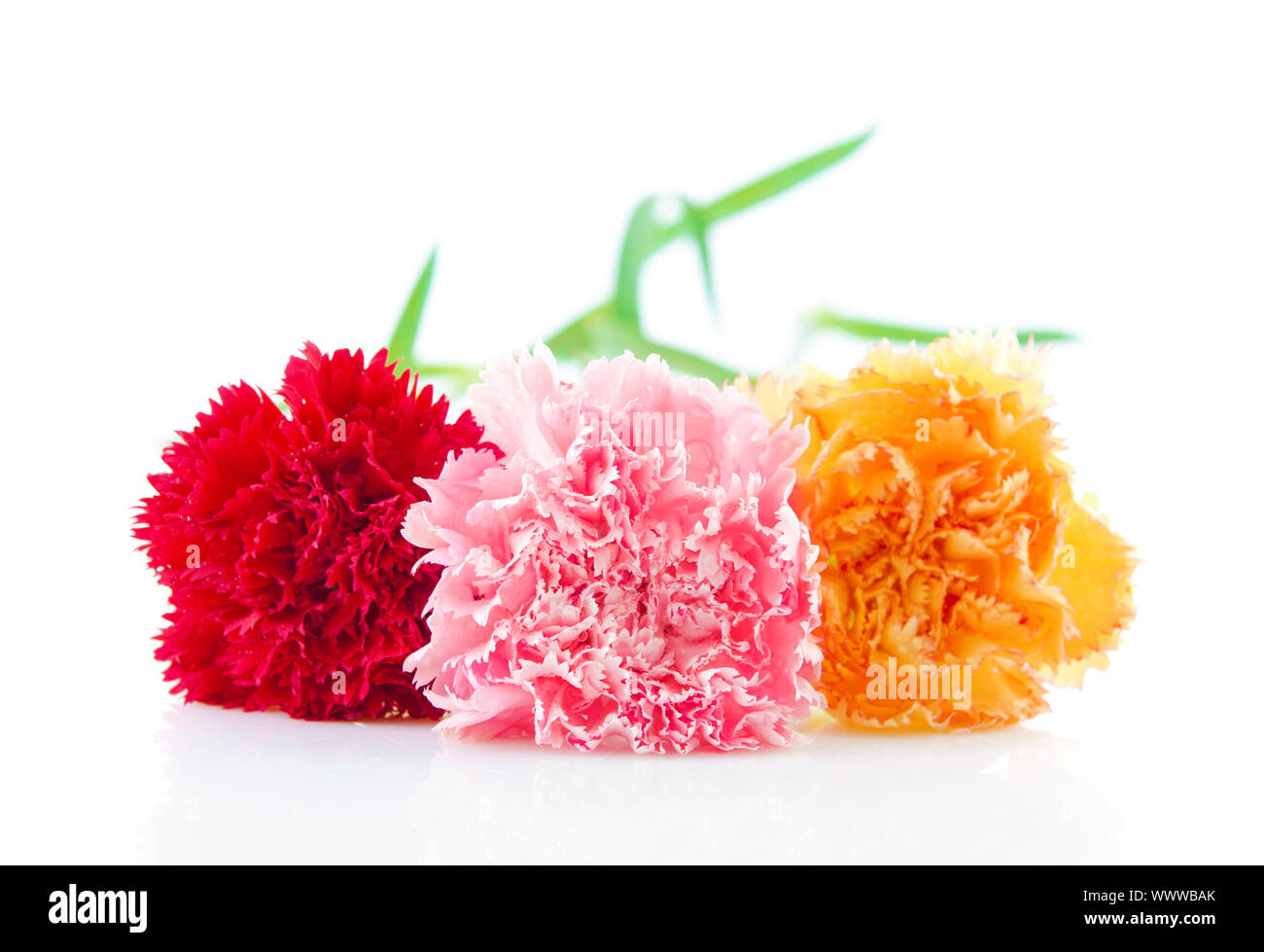 Three different color carnation flower in a row Stock Photo - Alamy