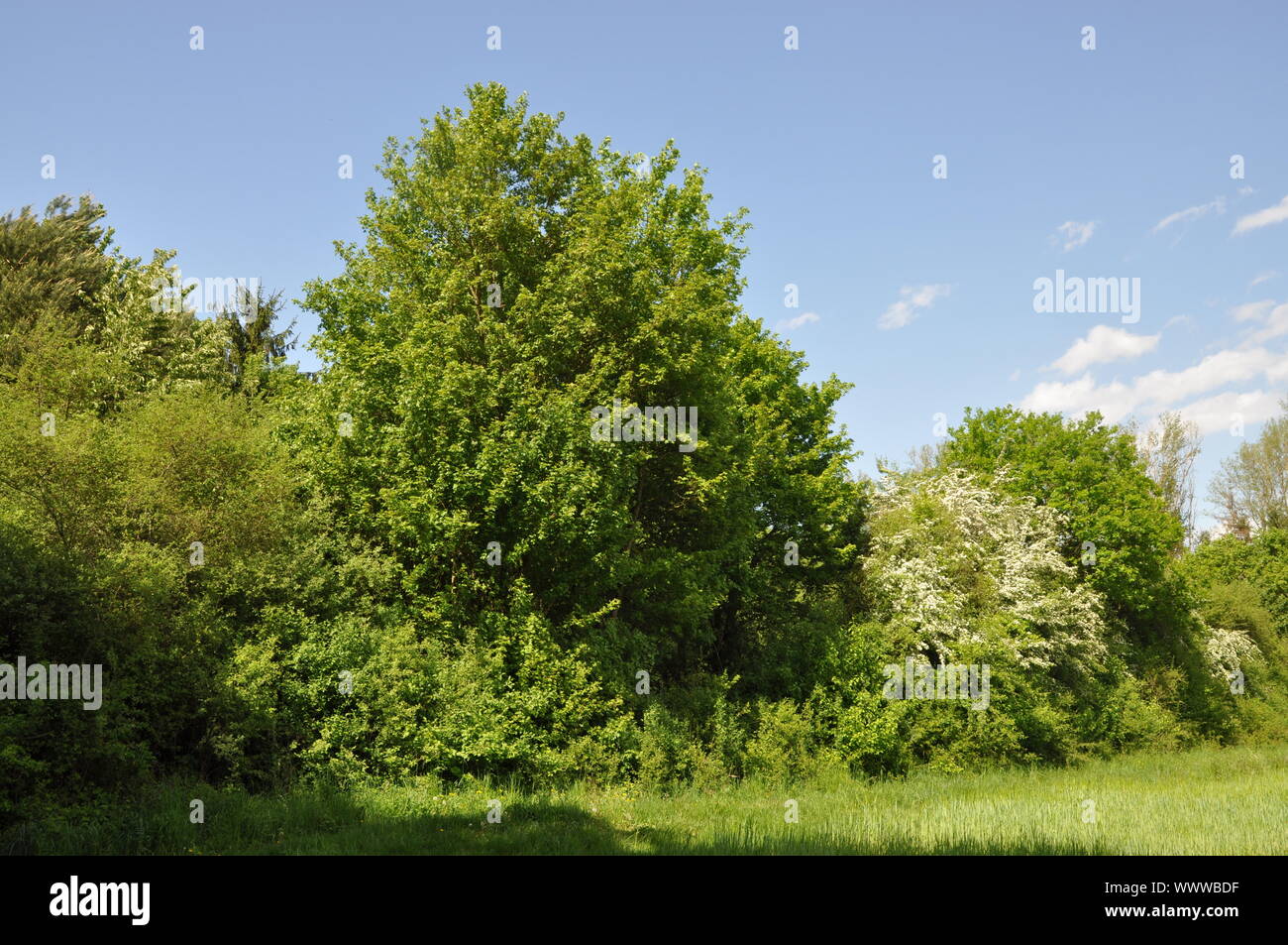 edge of the forest Stock Photo - Alamy