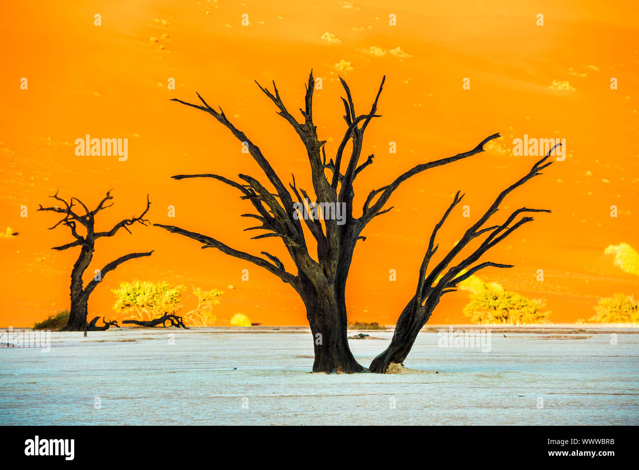 Dead Camelthorn Trees and red dunes in Deadvlei, Sossusvlei, Namib ...