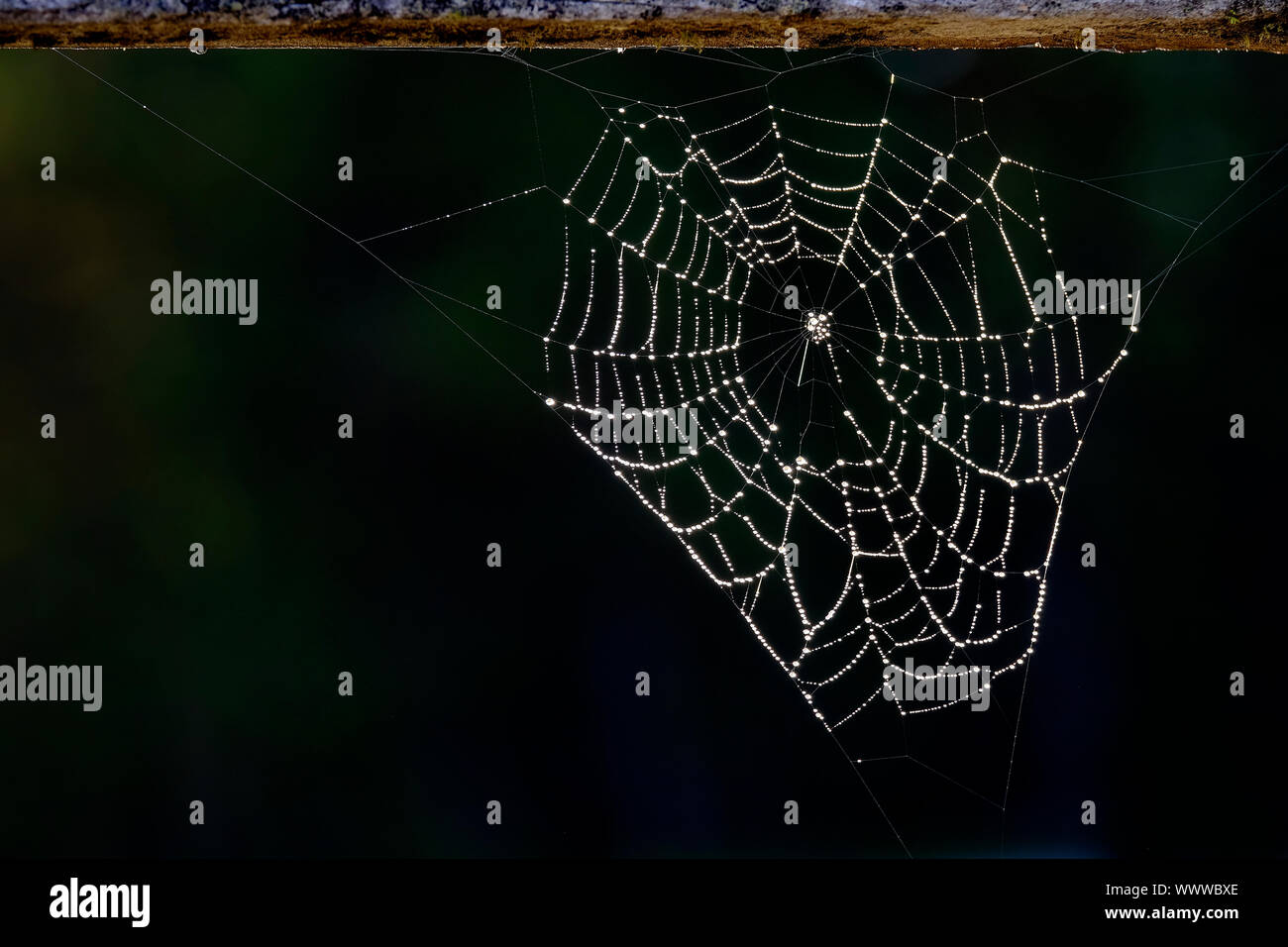 Spider web with drops of dew hanging from wood railing against a dark ...