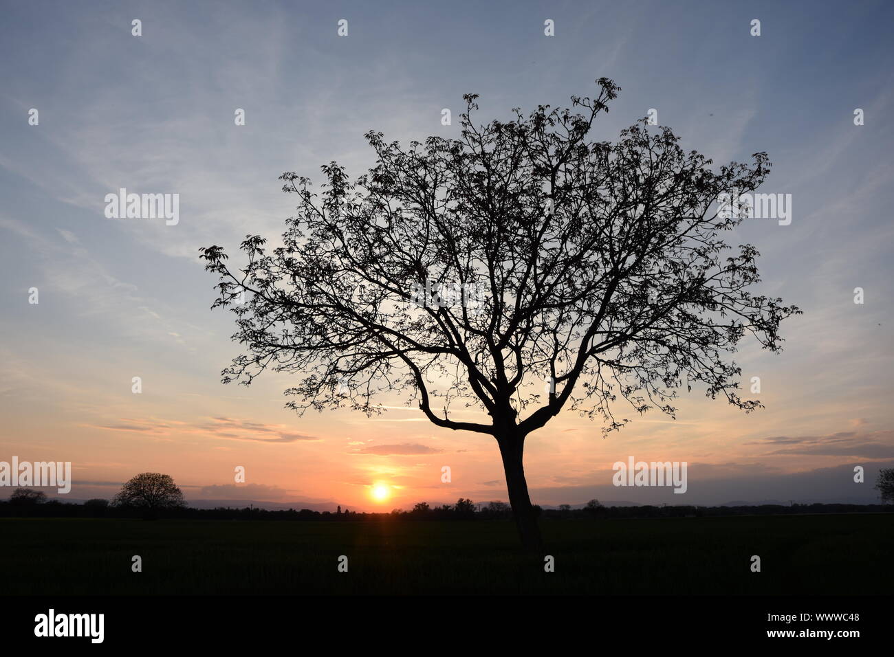 Tree at sunset Stock Photo - Alamy