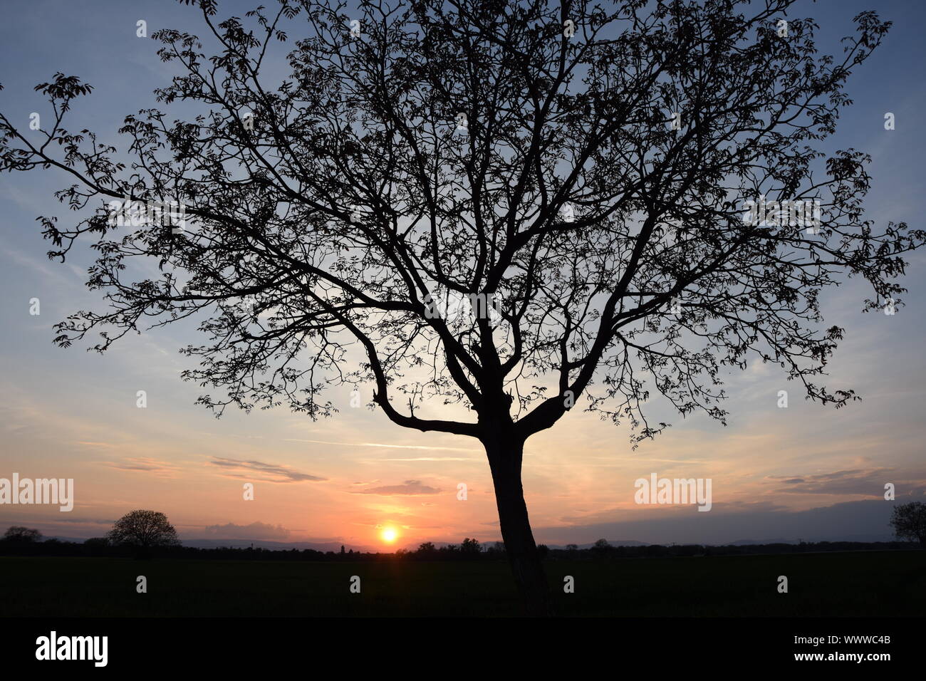 Tree at sunset Stock Photo - Alamy