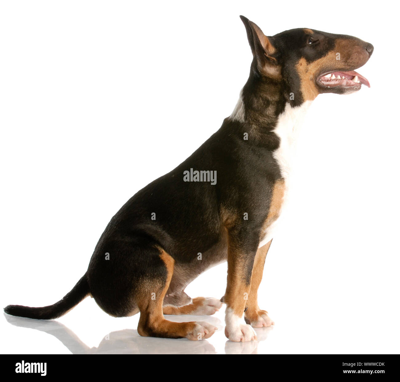 happy tri-color bull terrier sitting with reflection on white ...