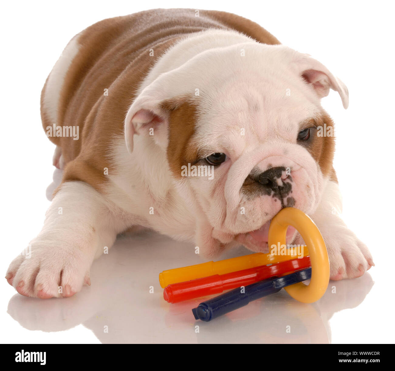 nine week old english bulldog puppy chewing on toys Stock Photo - Alamy