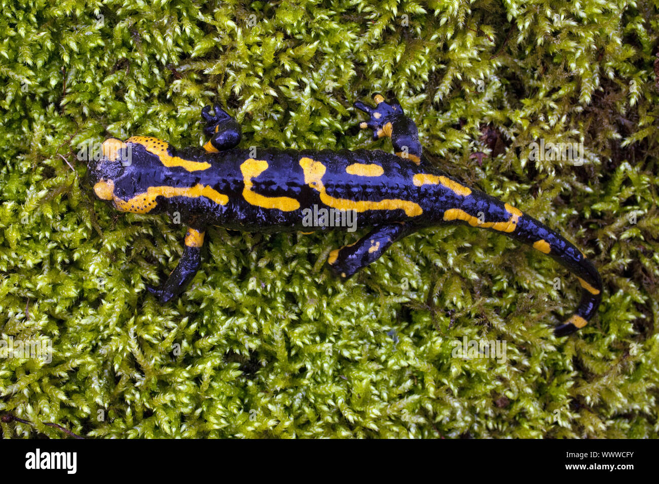 European fire salamander hi-res stock photography and images - Alamy