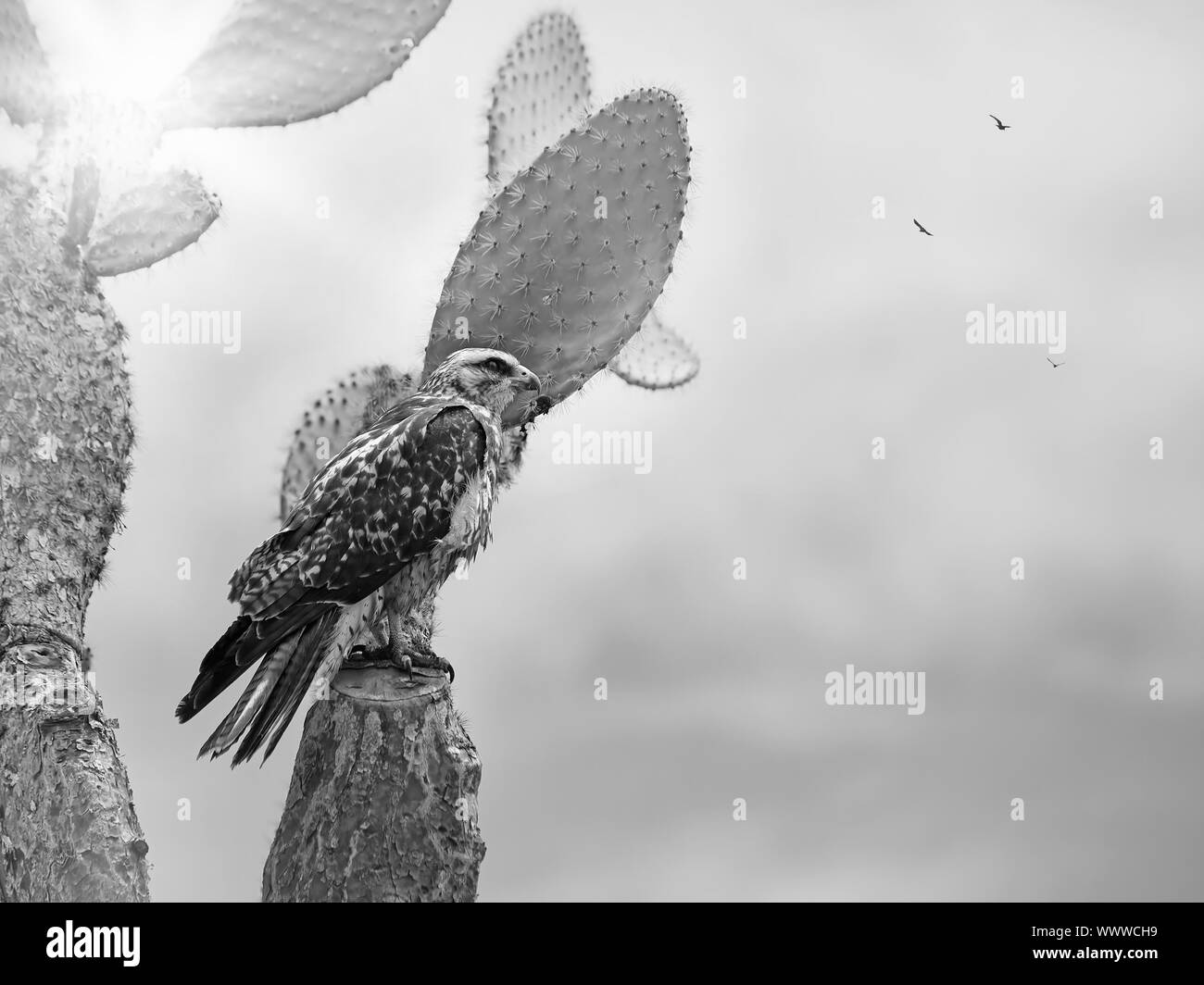 Galapagos hawk on a cactus hi-res stock photography and images - Alamy