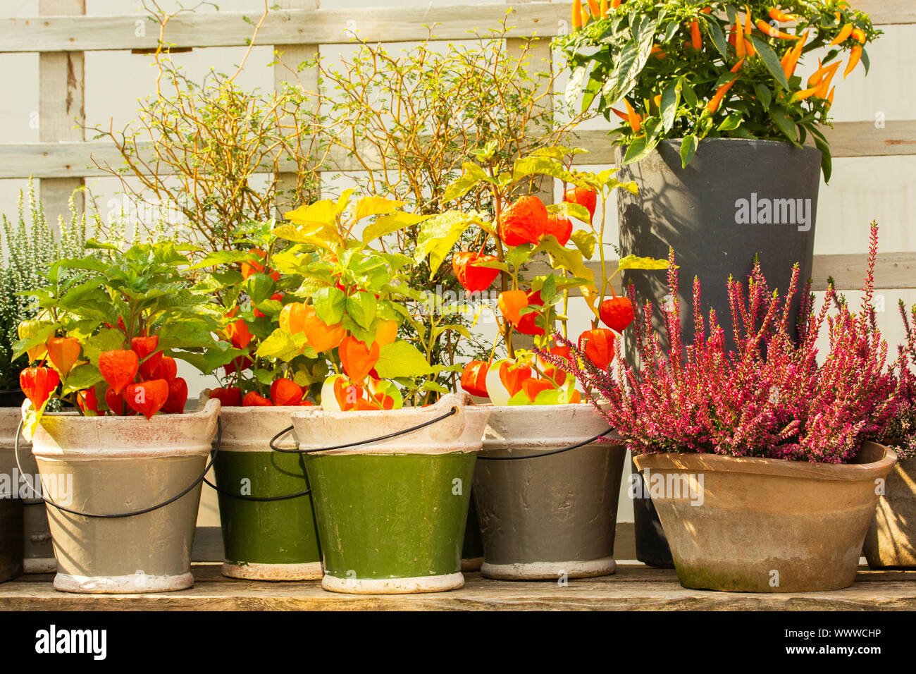 Farm still life, physalis and heather in clay pots, yellow small fresh ...