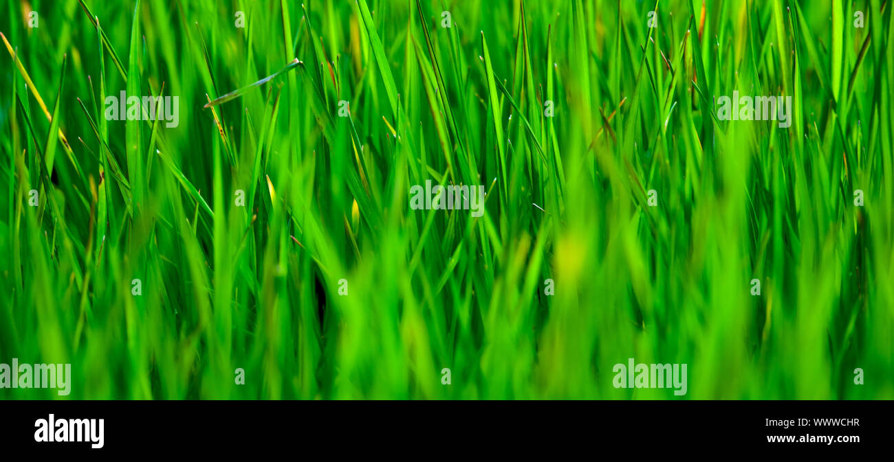 Close-up picture of a panoramic green grass Stock Photo - Alamy