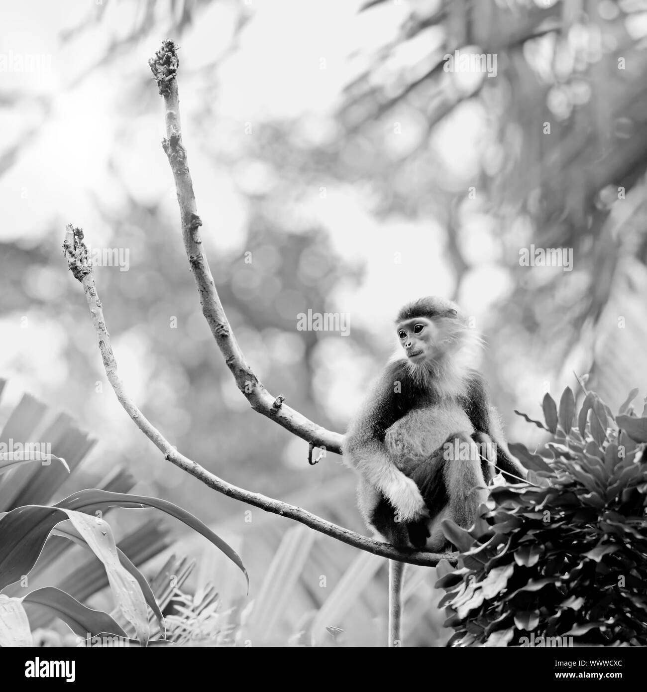 Red-shanked Douc in the forest in Cambodia Stock Photo - Alamy