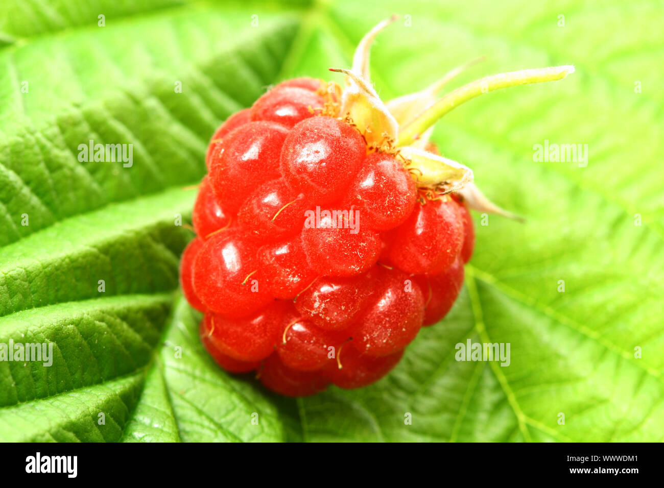 raspberry and green isolated on white background Stock Photo - Alamy
