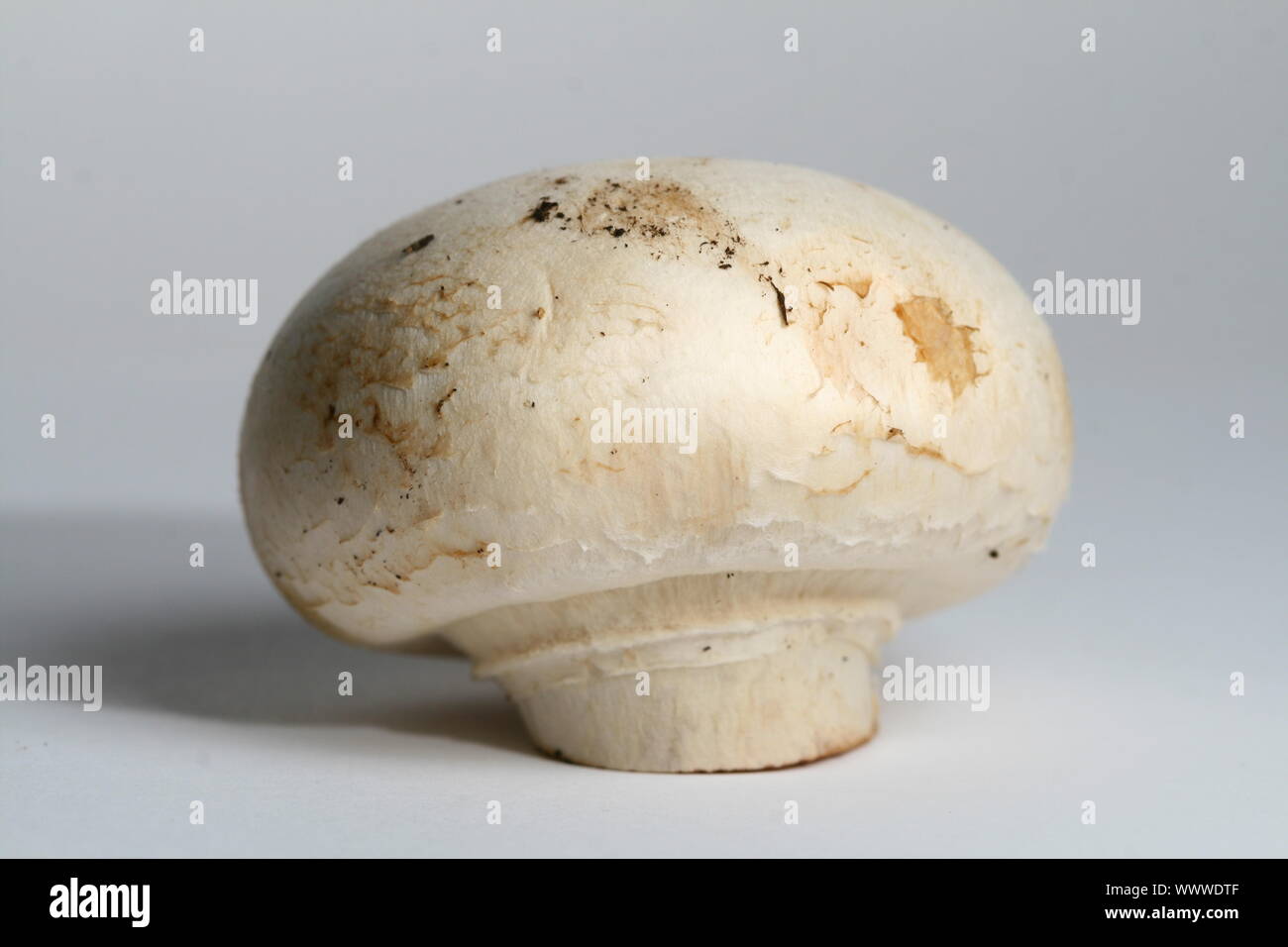 champignon close up food bacground Stock Photo - Alamy