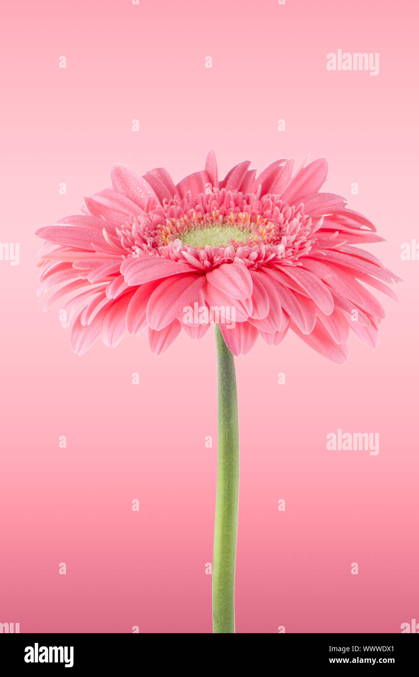Pink gerbera daisy flower on pink background Stock Photo - Alamy